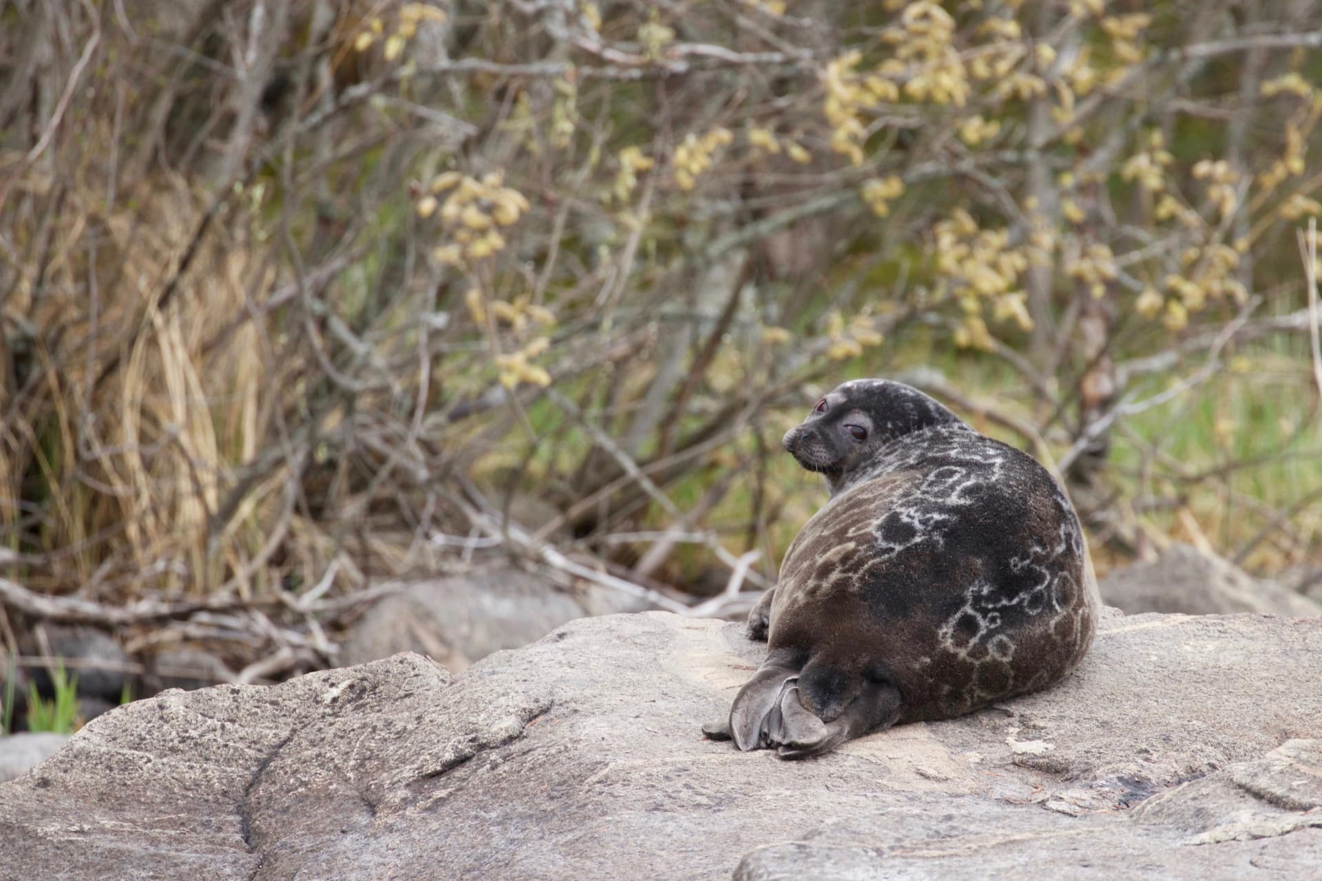 Saimaa Ringed Seal - Luontoon