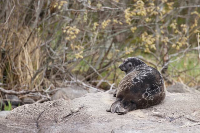 Saimaa Ringed Seal - Luontoon