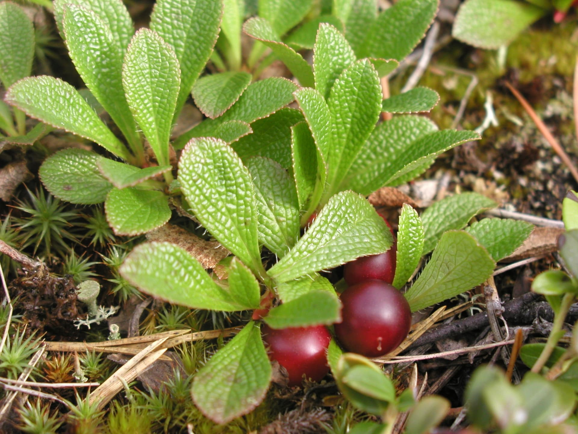 Marjastusajat ja syötävät marjat - Luontoon