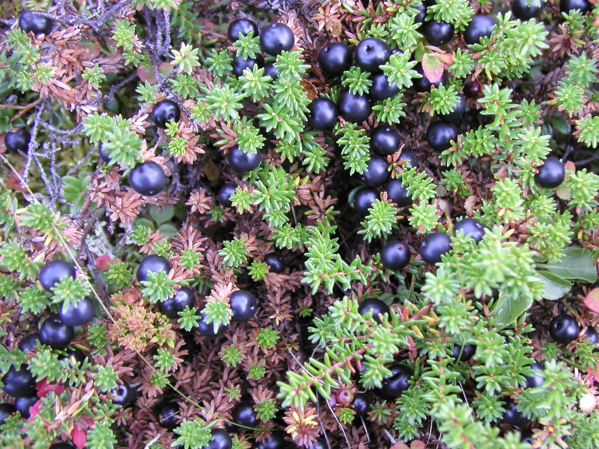 Marjastusajat ja syötävät marjat - Luontoon