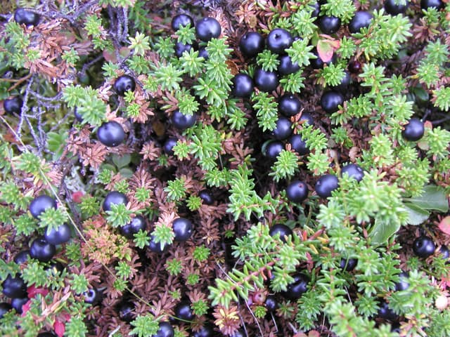 Marjastusajat ja syötävät marjat - Luontoon